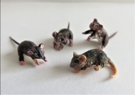 Animals and pets - smallwondersminiatures.co.uk - Handcrafted Miniatures